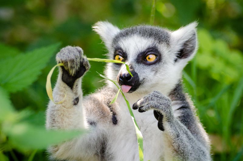 Madagascar - A Country Profile - Nations Online Project