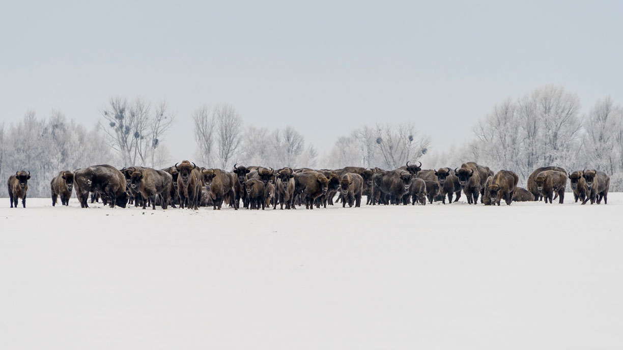 Poland - Country Profile - Destination Poland - Nations Online Project